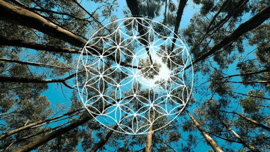 LA FLOR DE LA VIDA 🌺 Significado, usos y beneficios | MOWNA